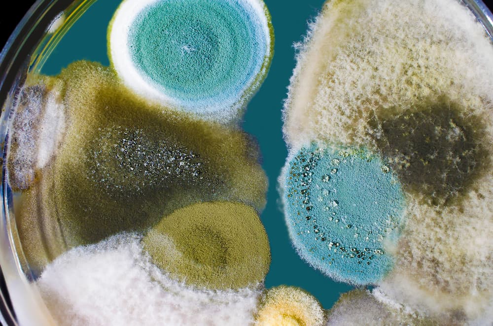 Emergent Fungal Concerns to Human Health: A Wake-Up Call – Medthority