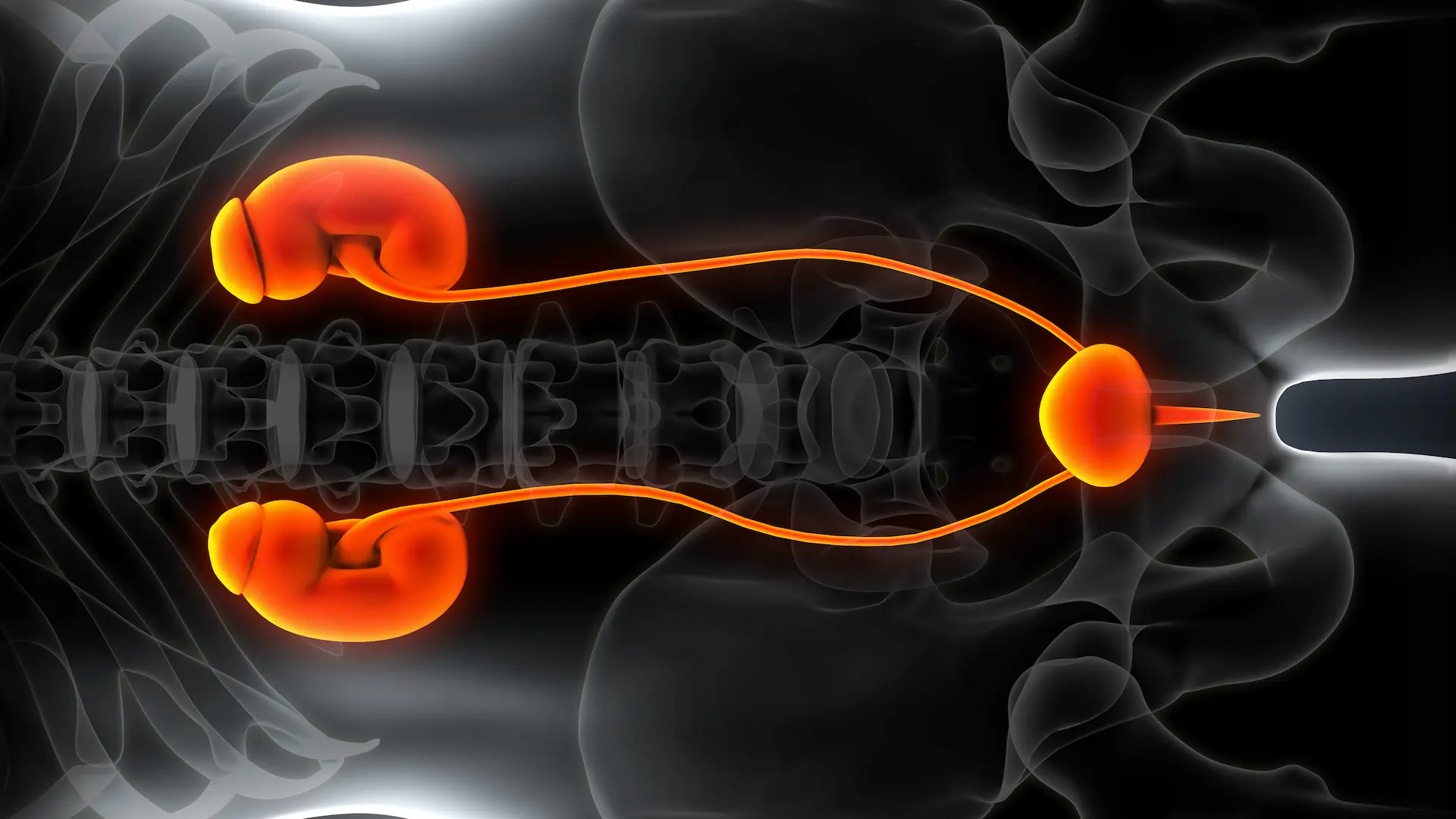 Genitourinary cancer - Independent resources - Medthority