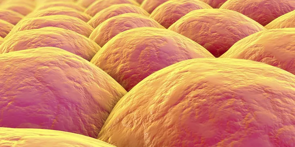 Dermatology Hub - Medthority