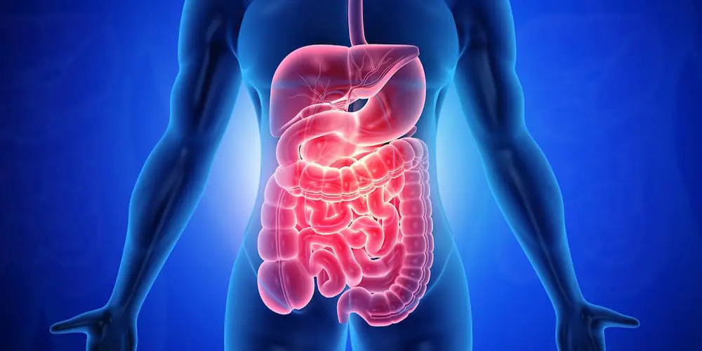 Gastroenterology and Hepatology Hub - Medthority